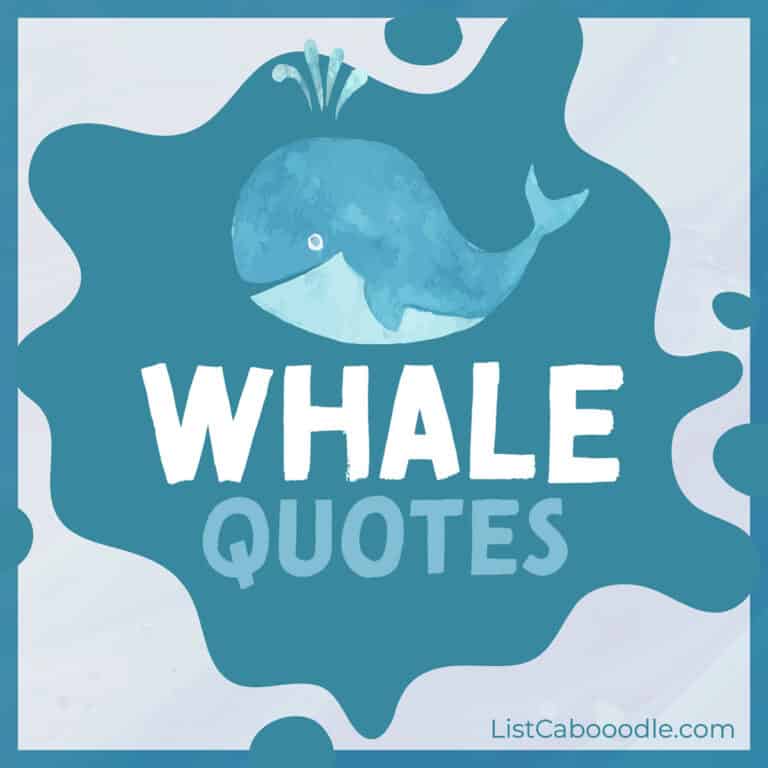 99+ Best Whale Quotes, Sayings (Wild and Free) | ListCaboodle